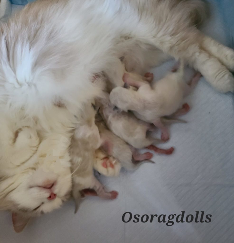 Ragdoll Kittens for Sale in Washington State - Osoragdolls