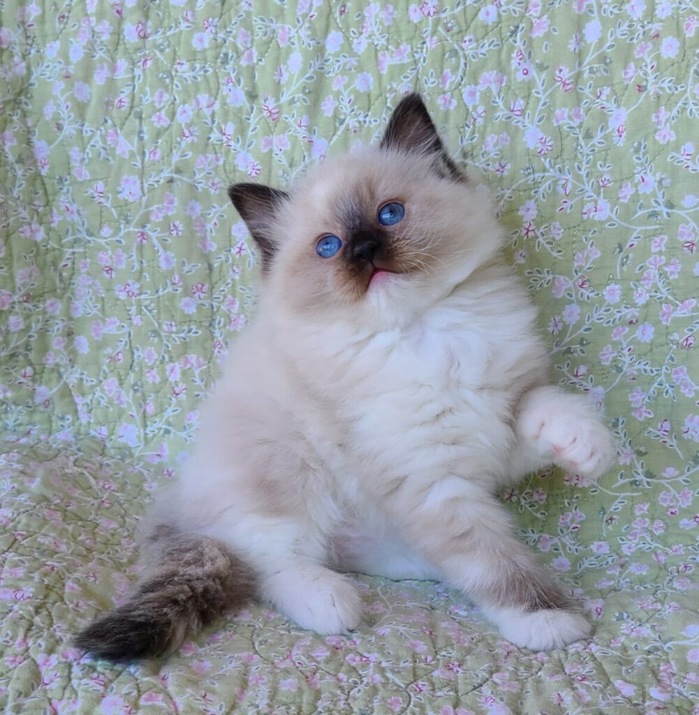 Ragdoll Kittens for Sale in Washington State - Osoragdolls